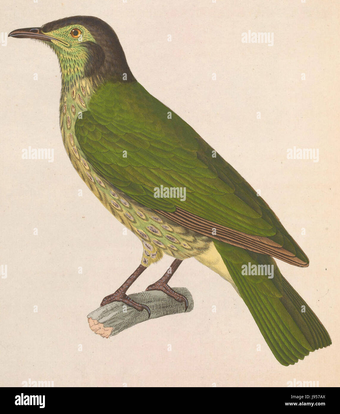 Procnias nudicollis female 1838 Stock Photo - Alamy