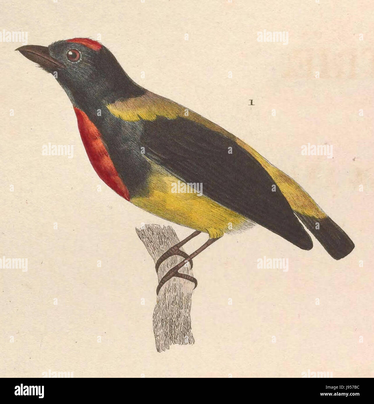 Thoracicus hi-res stock photography and images - Alamy