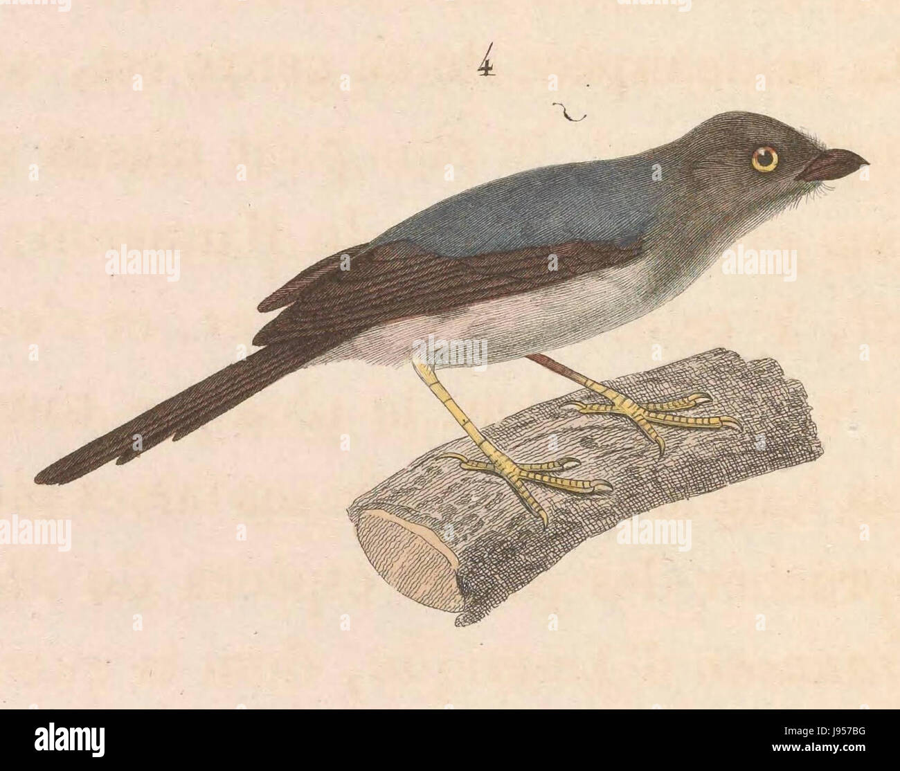 Songbird characteristics hi-res stock photography and images - Alamy
