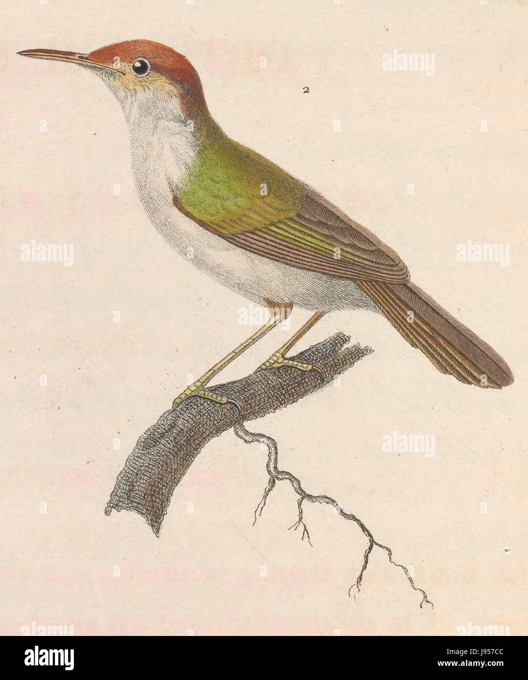 Sutorius hi-res stock photography and images - Alamy