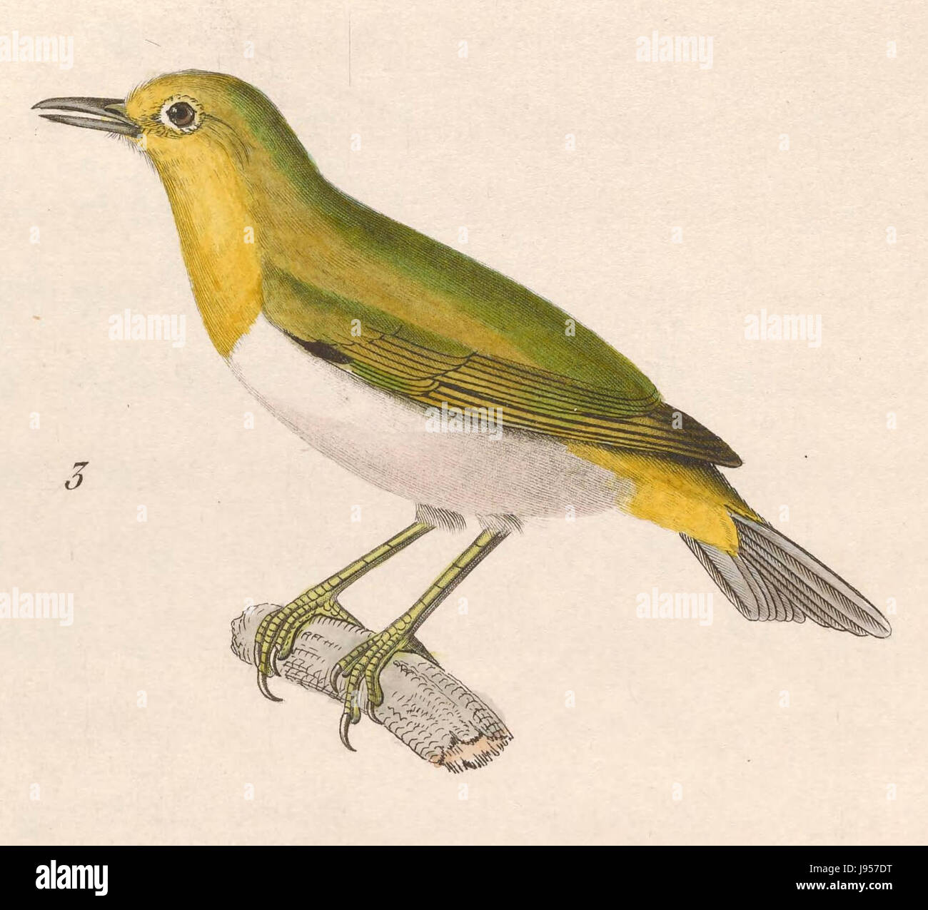 Zosterops palpebrosus 1838 Stock Photo - Alamy