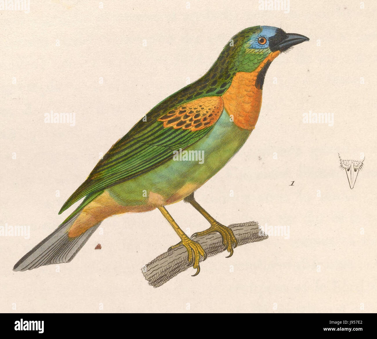 The Tangara desmaresti, also known as the turquoise tanager, is a ...