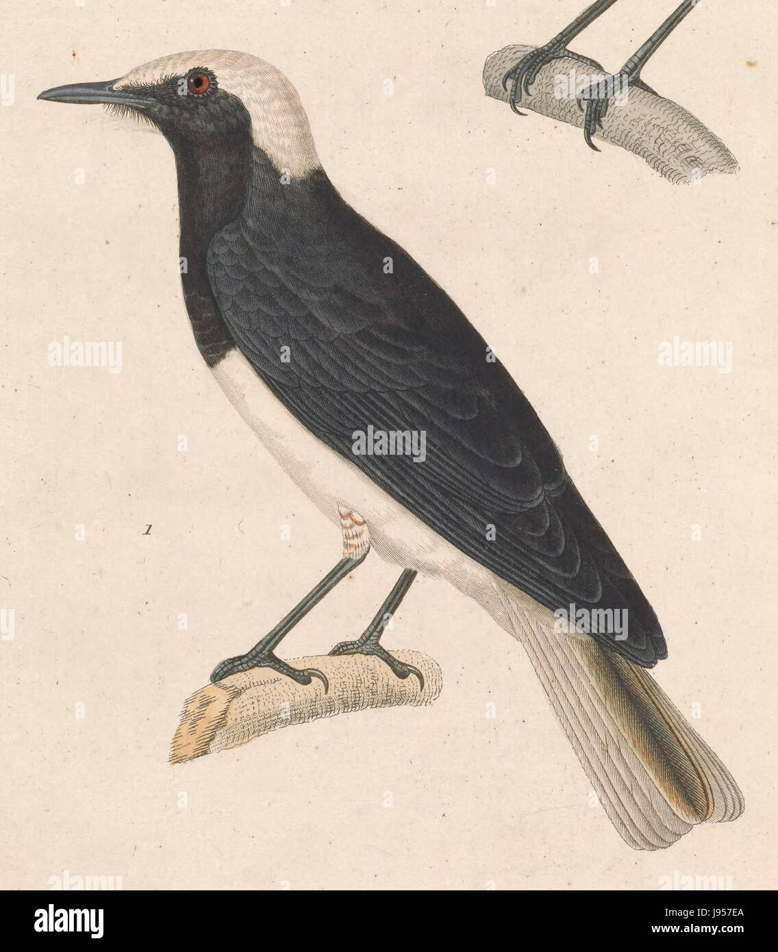 Oenanthe monacha hi-res stock photography and images - Alamy