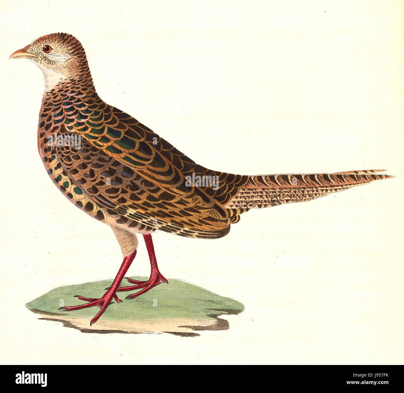 Phasianus versicolor female 1838 Stock Photo - Alamy