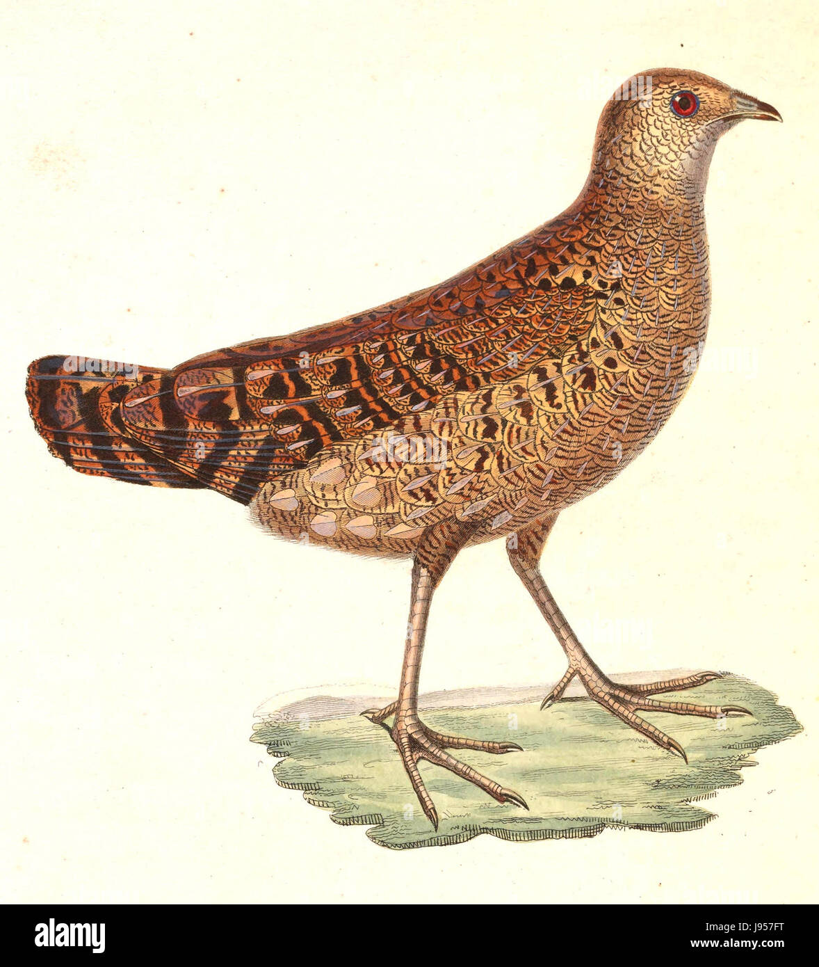 Tragopan satyra female 1838 Stock Photo - Alamy