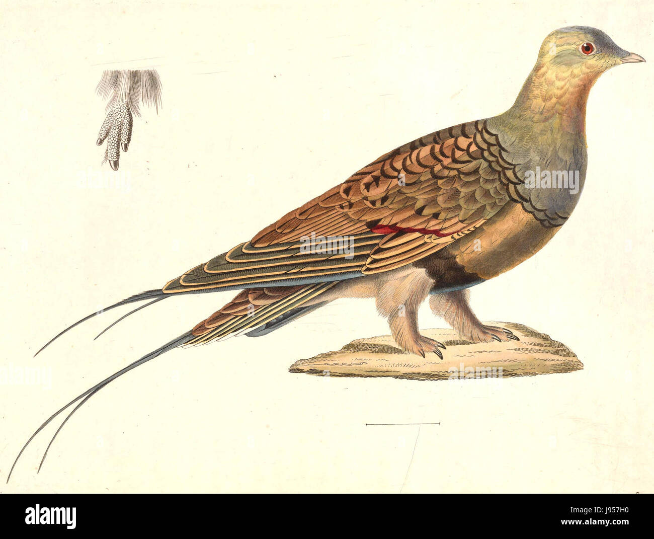 Syrrhaptes paradoxus, commonly known as the Himalayan partridge, is a ...