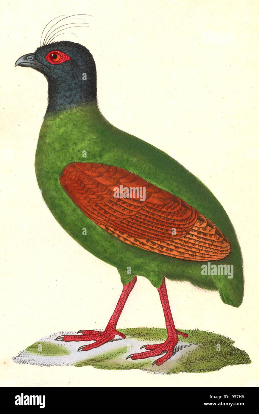 Rollulus rouloul, also known as the roul-roul, is a species of pheasant ...