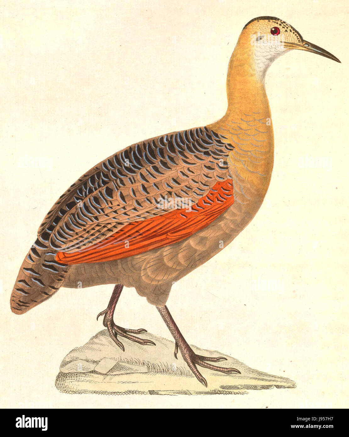 Rhynchotus rufescens 1838 Stock Photo - Alamy