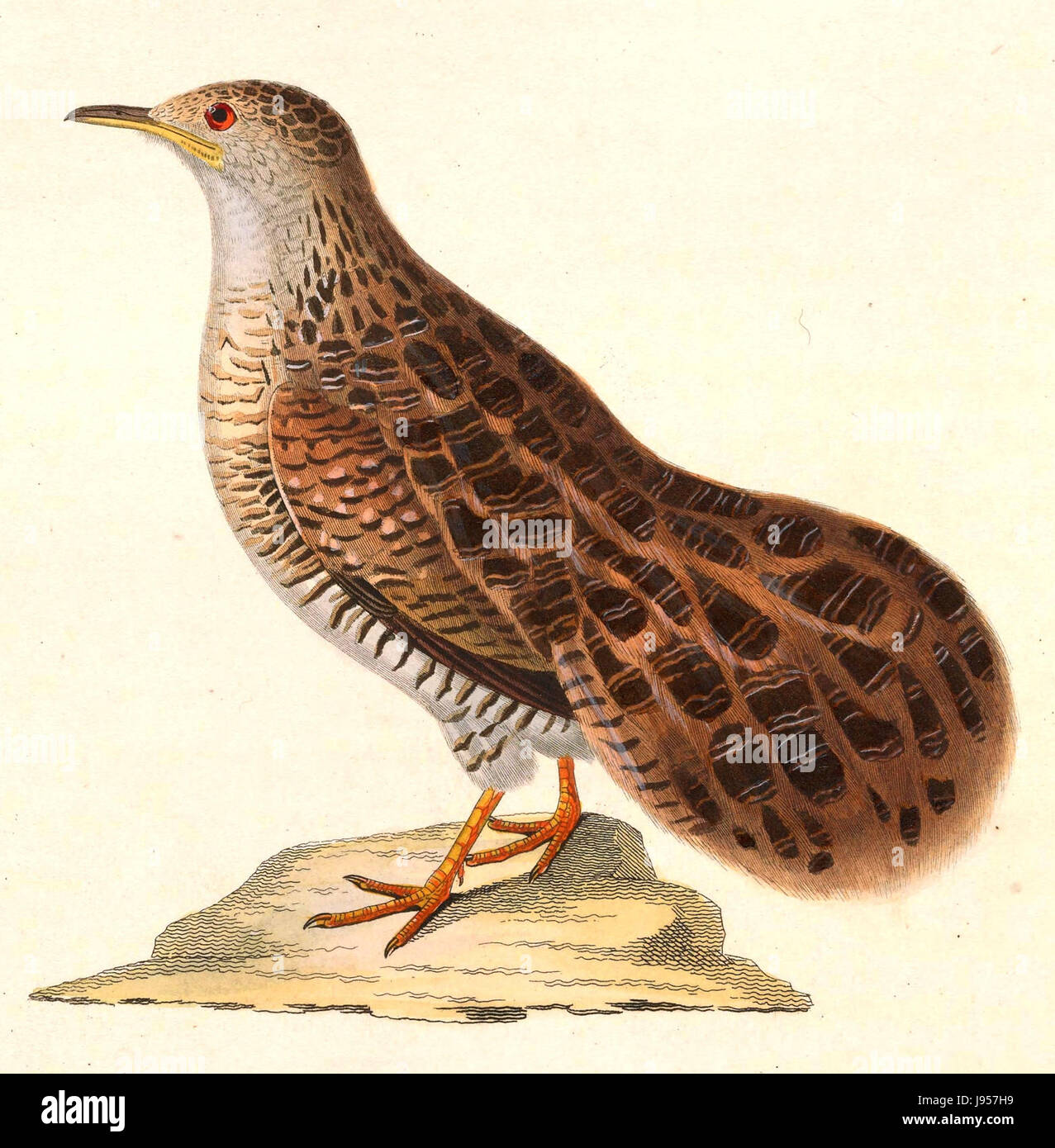 Taoniscus nanus, described in 1838, is a species of small insect known ...