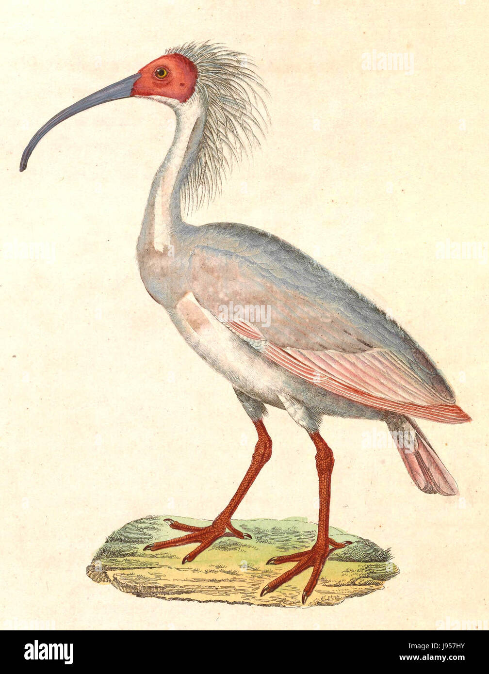 Nipponia nippon hi-res stock photography and images - Alamy