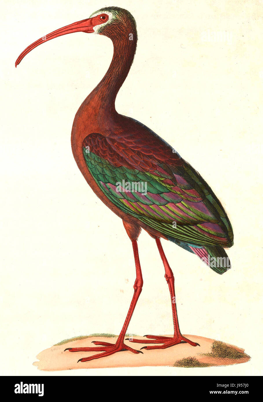 Plegadis chihi refers to the scientific name of the white-faced ibis, a ...