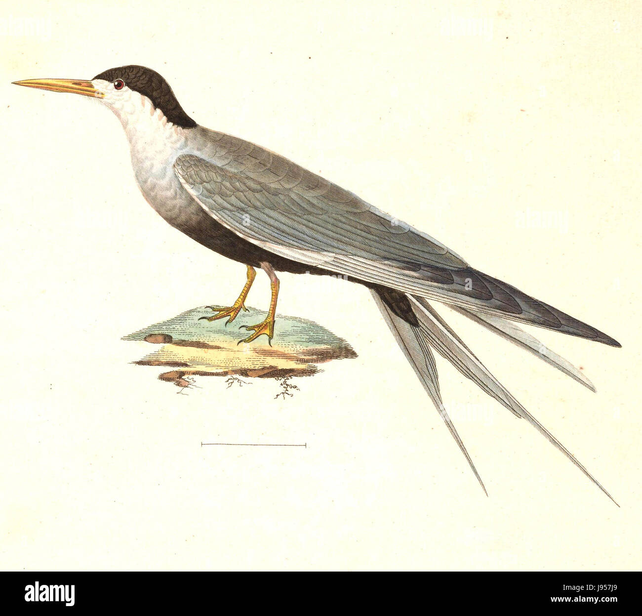 The Sterna acuticauda, also known as the Black-bellied Tern, is a ...