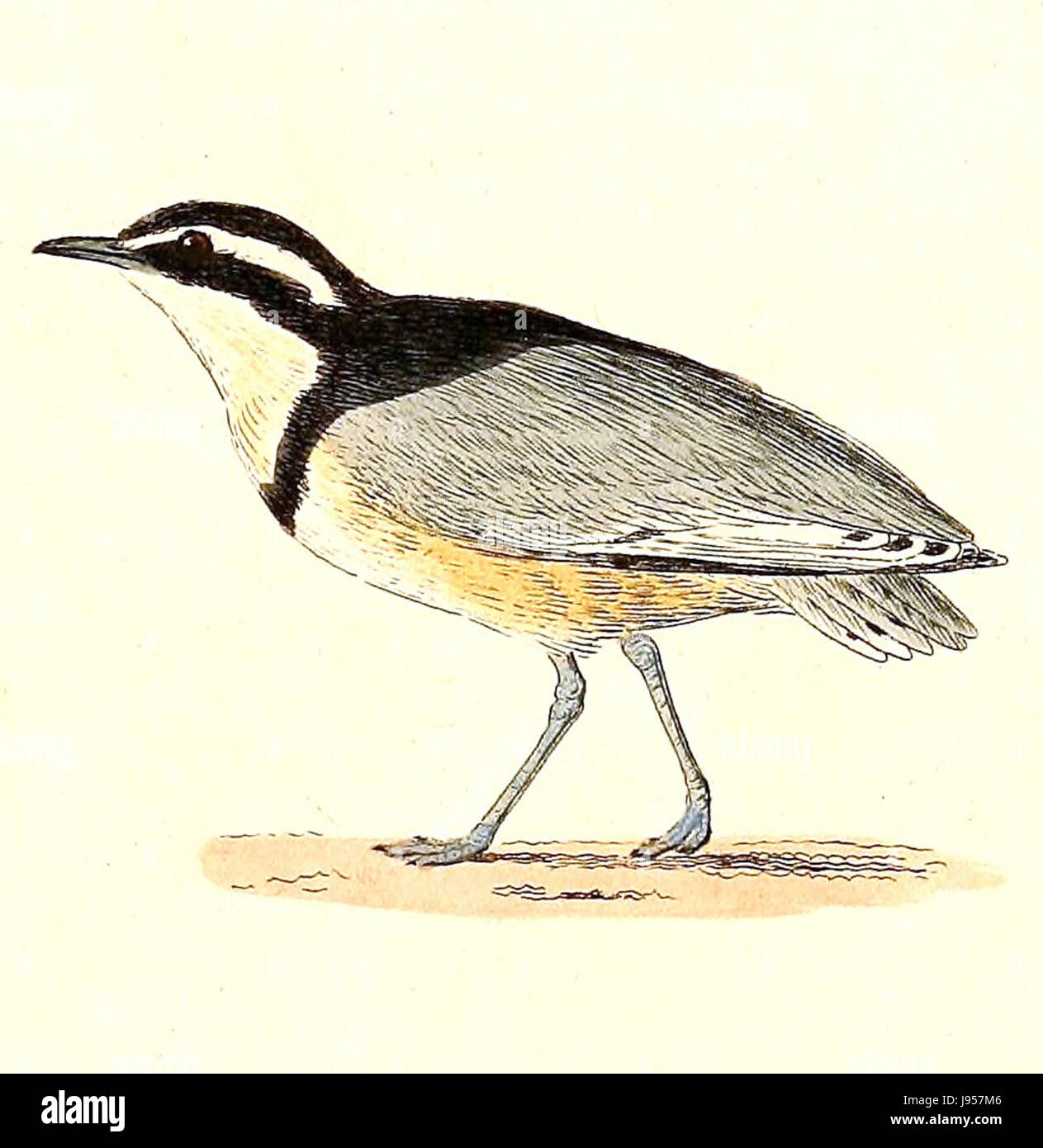 Pluvianus aegyptius 1832 Stock Photo - Alamy