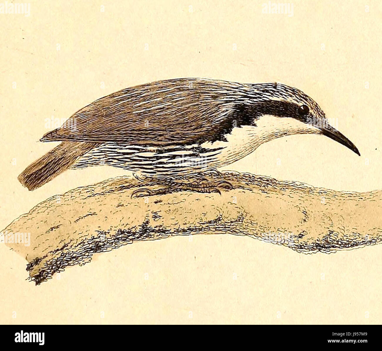 Important habitat for conservation of rare bird species hi-res stock ...