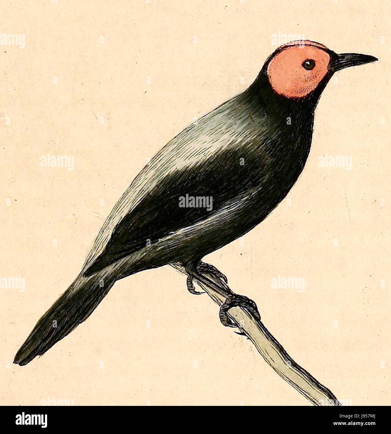 Sarcops calvus hi-res stock photography and images - Alamy