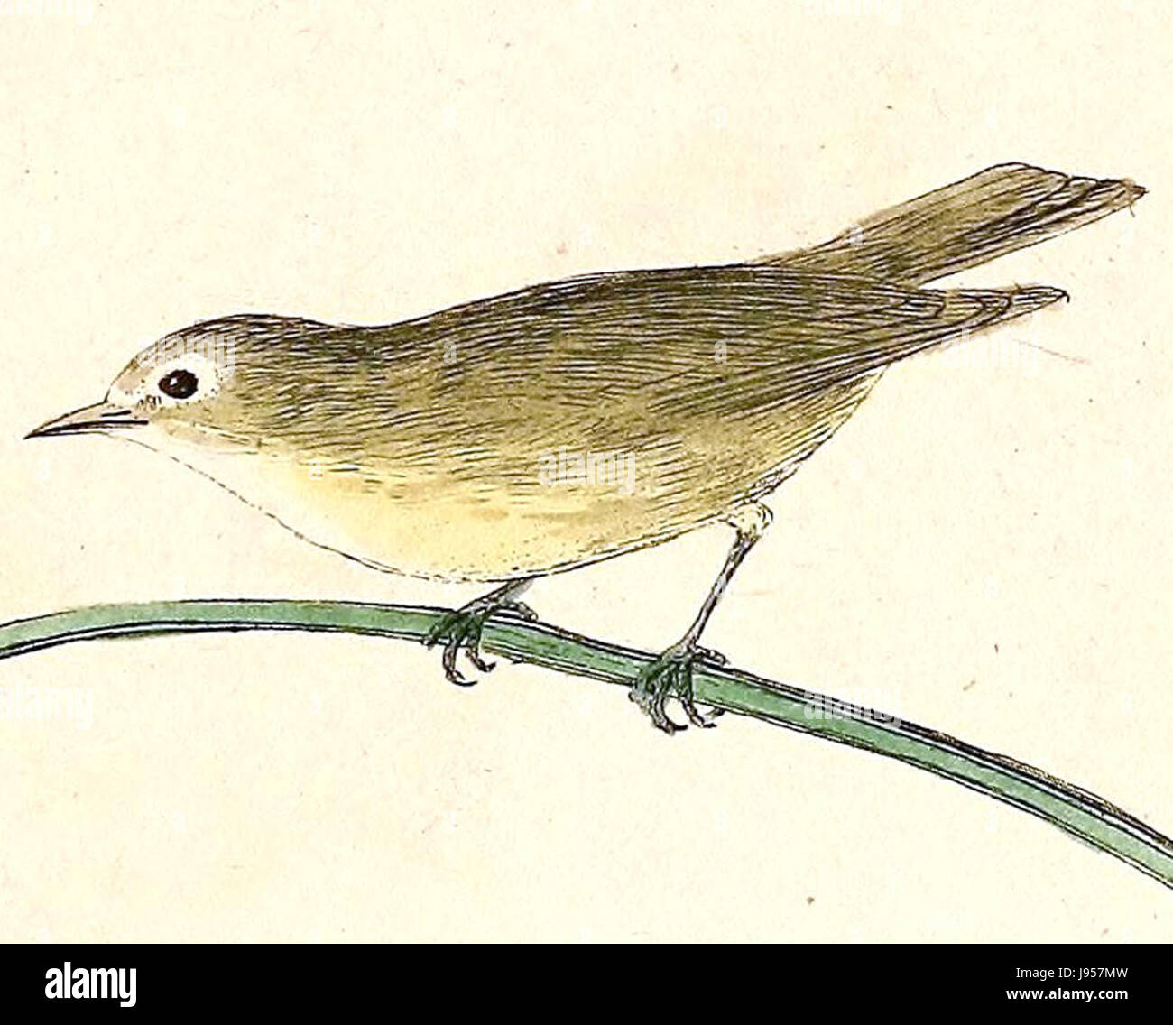 Zosterops conspicillatus 1832 Stock Photo - Alamy