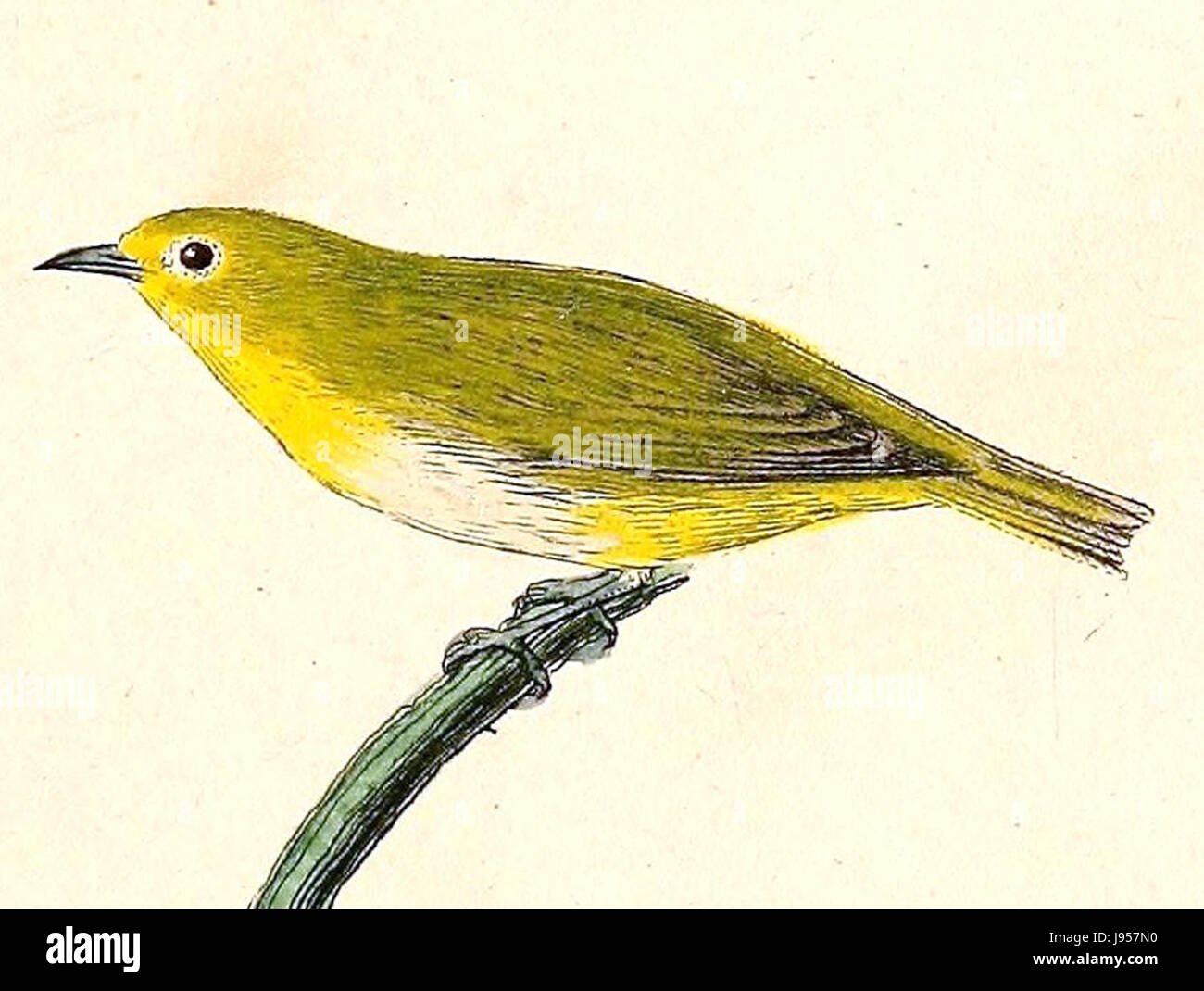 Zosterops meyeni hi-res stock photography and images - Alamy