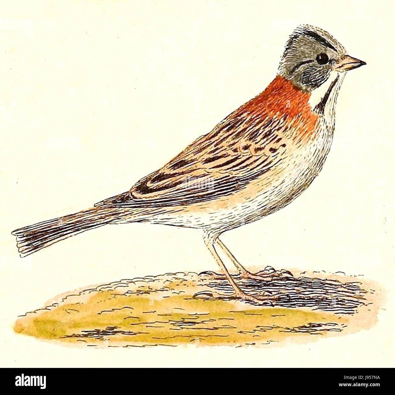 Zonotrichia capensis, commonly known as the Cape sparrow, is a small ...