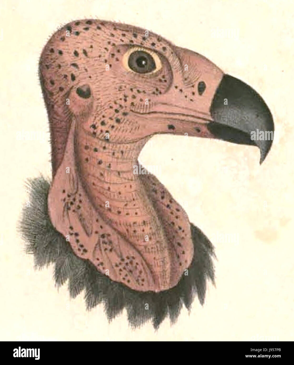 Sarcogyps calvus Hardwicke Stock Photo - Alamy