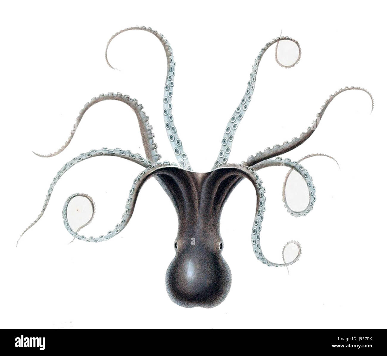 Octopus tehuelchus hi-res stock photography and images - Alamy