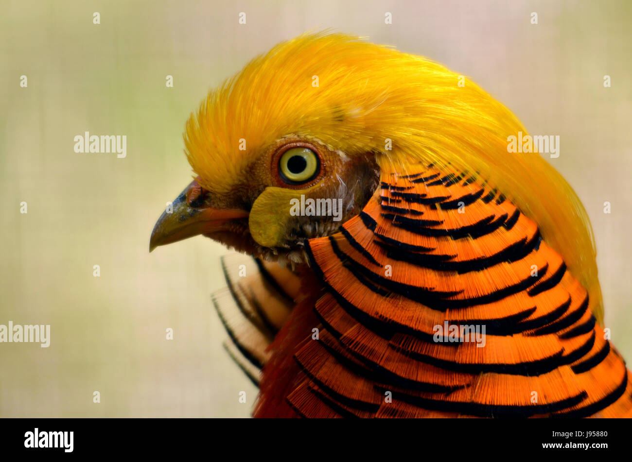 profile, bird, portrait, head, detail, closeup, animal, male, masculine ...