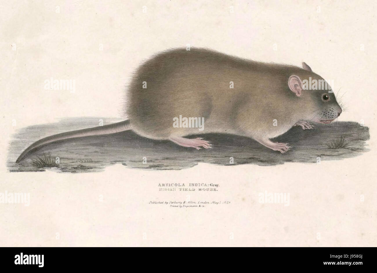 Nesokia indica Hardwicke Stock Photo - Alamy