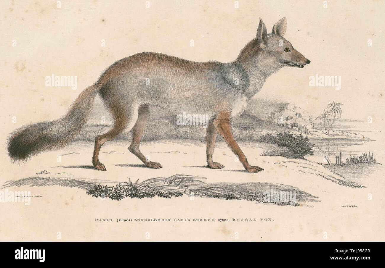 Vulpes bengalensis hi-res stock photography and images - Alamy