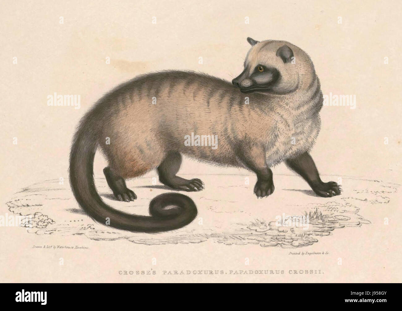 Paradoxurus hermaphroditus, commonly known as the common palm civet, is ...