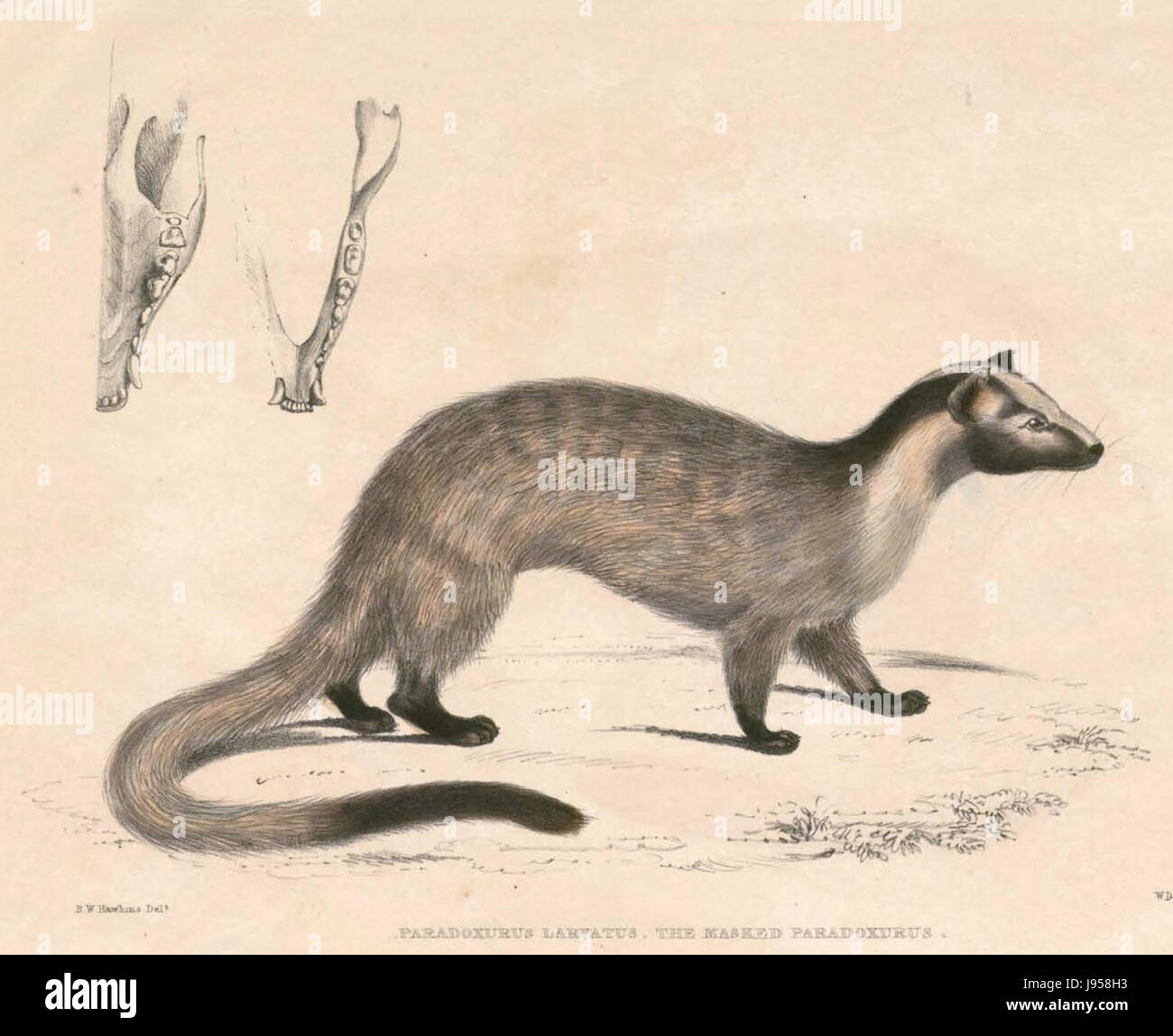 An illustration or description of Paguma larvata, commonly known as the ...