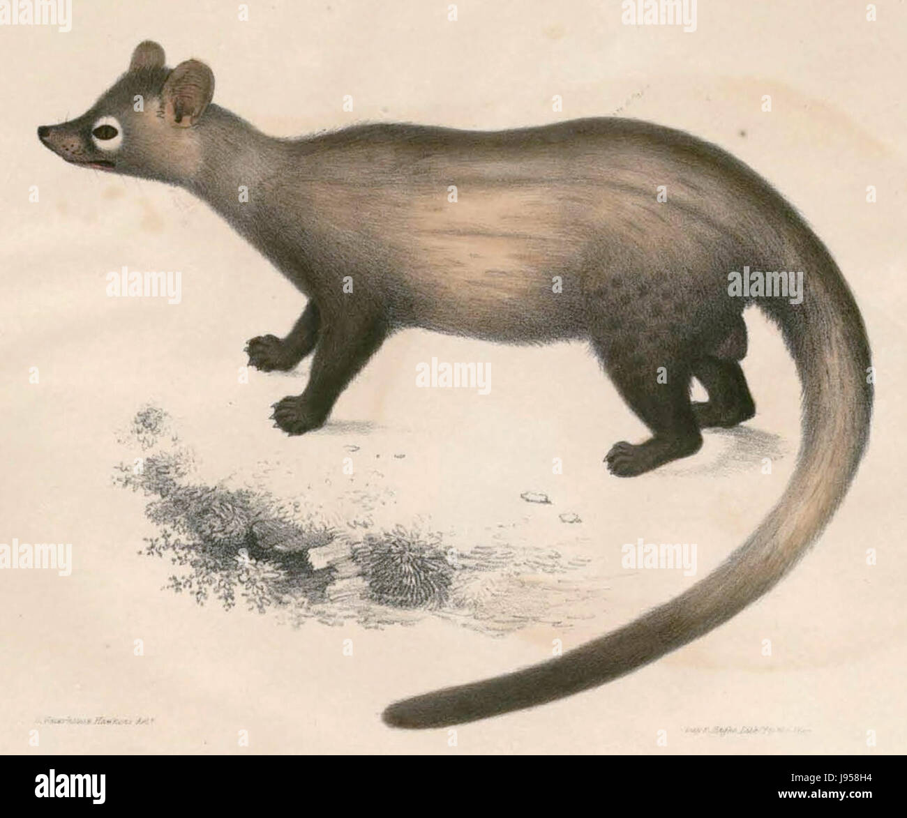 Paradoxurus hermaphroditus pennantii Hardwicke Stock Photo - Alamy