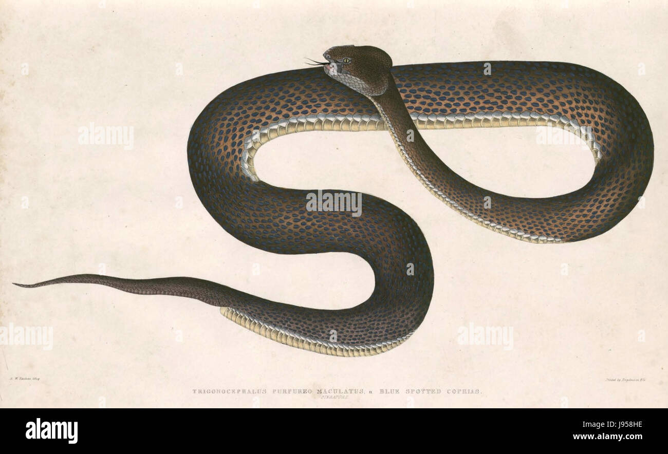 Trimeresurus Purpureomaculatus High Resolution Stock Photography and ...