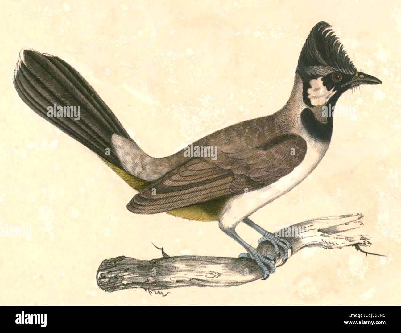 Predominantly white plumage hi-res stock photography and images - Alamy
