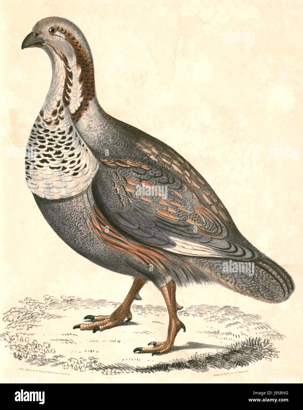 Tetraogallus himalayensis, also known as the Himalayan snowcock, is a ...