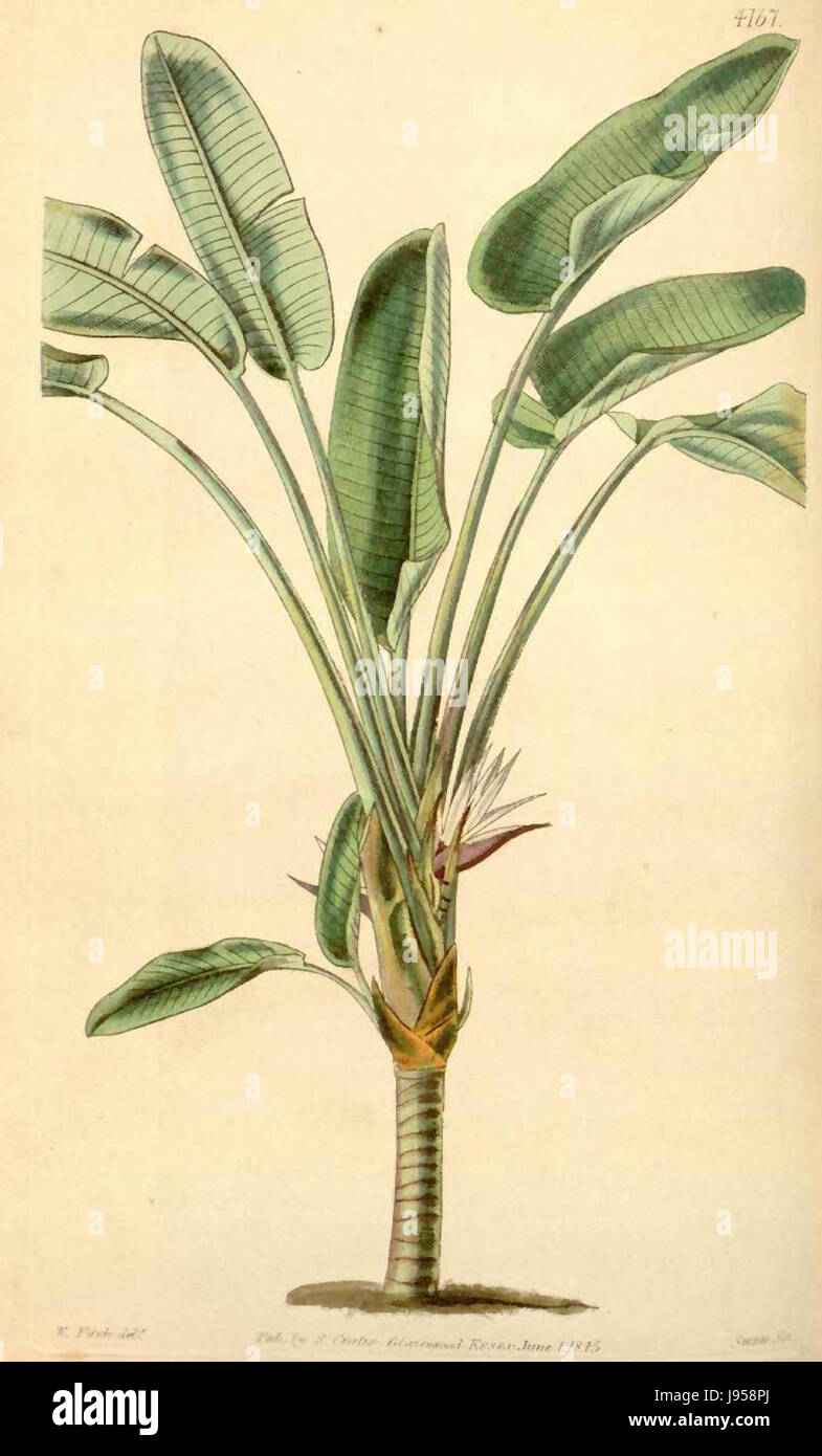 Strelitzia alba refers to a species of flowering plant native to ...