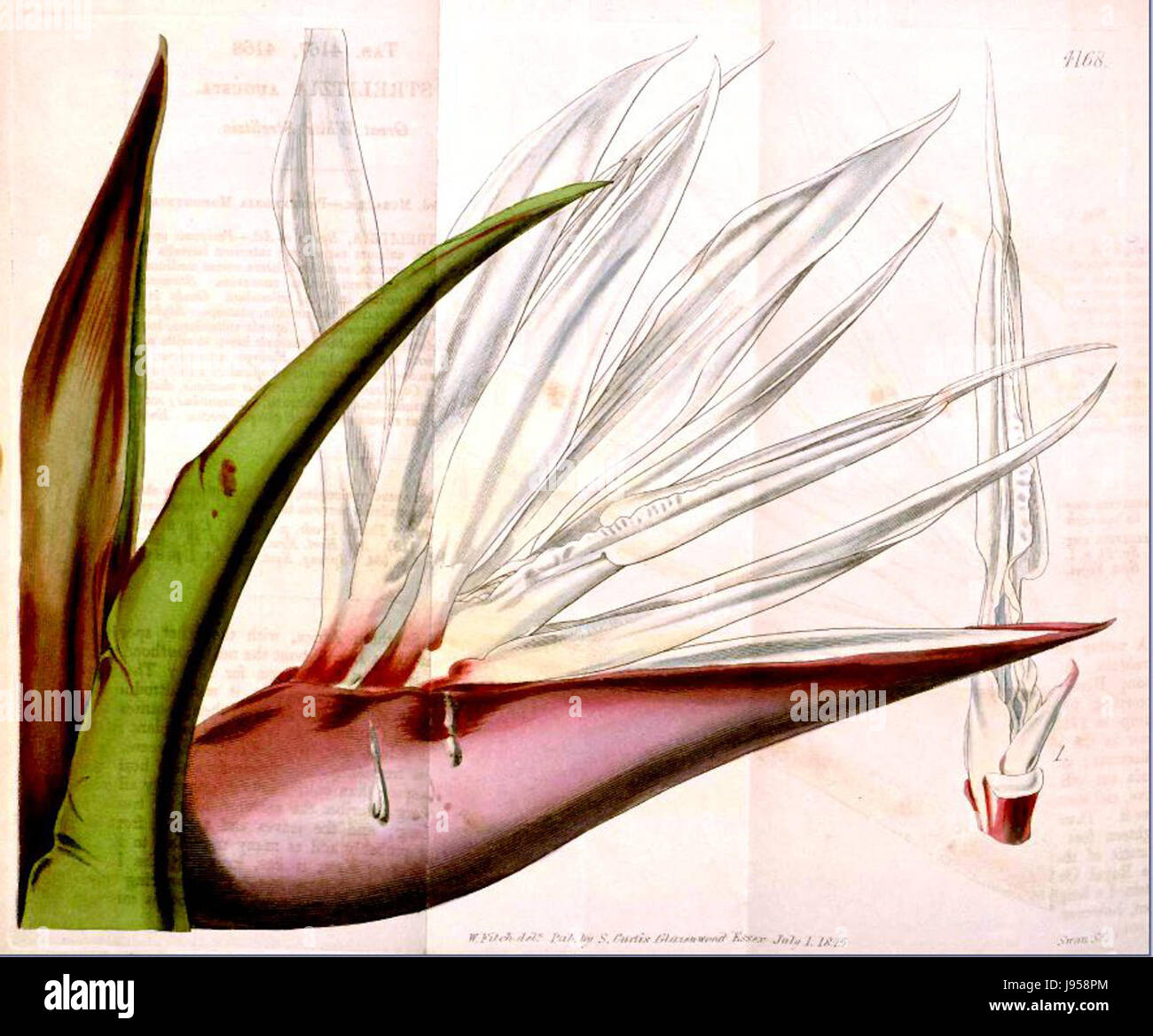 Strelitzia alba, commonly known as the white bird of paradise, is a ...