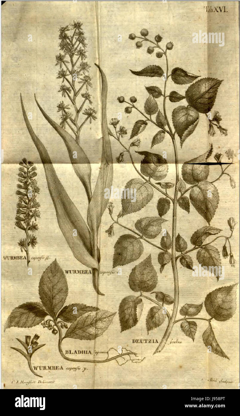 Carl linnaeus hi-res stock photography and images - Alamy