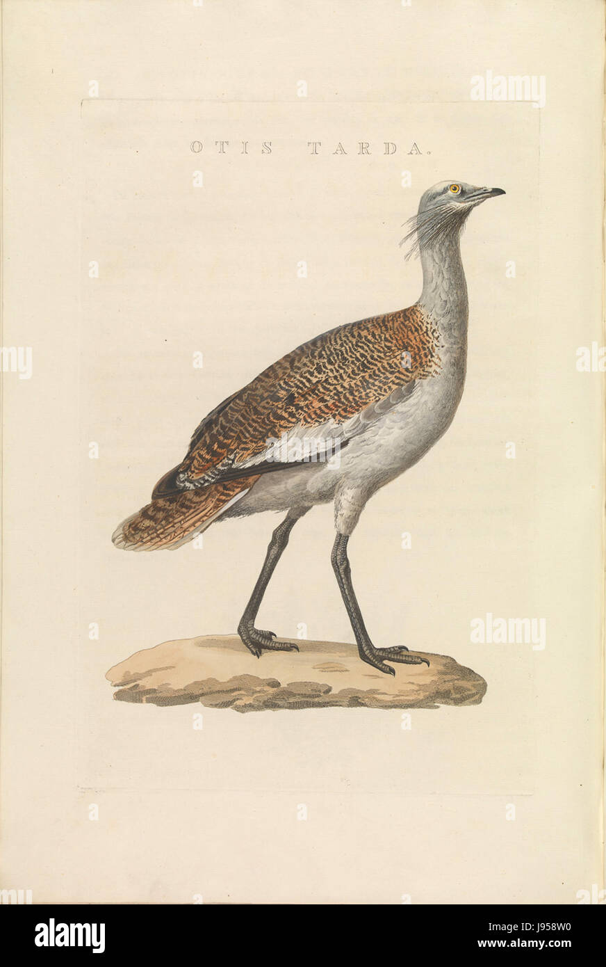 Albertus seba bird hi-res stock photography and images - Alamy