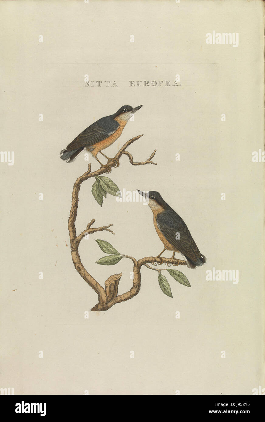 This illustration is from the 'Nederlandsche Vogelen' (Dutch Birds ...