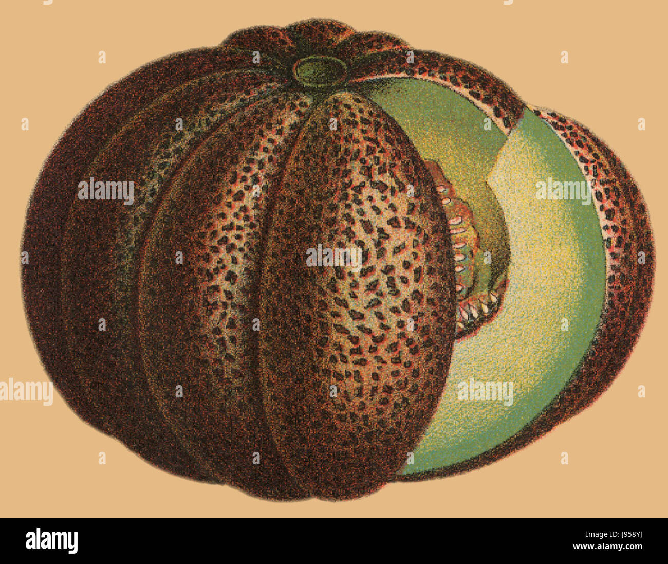 This extract focuses on muskmelon, a variety of melon known for its ...