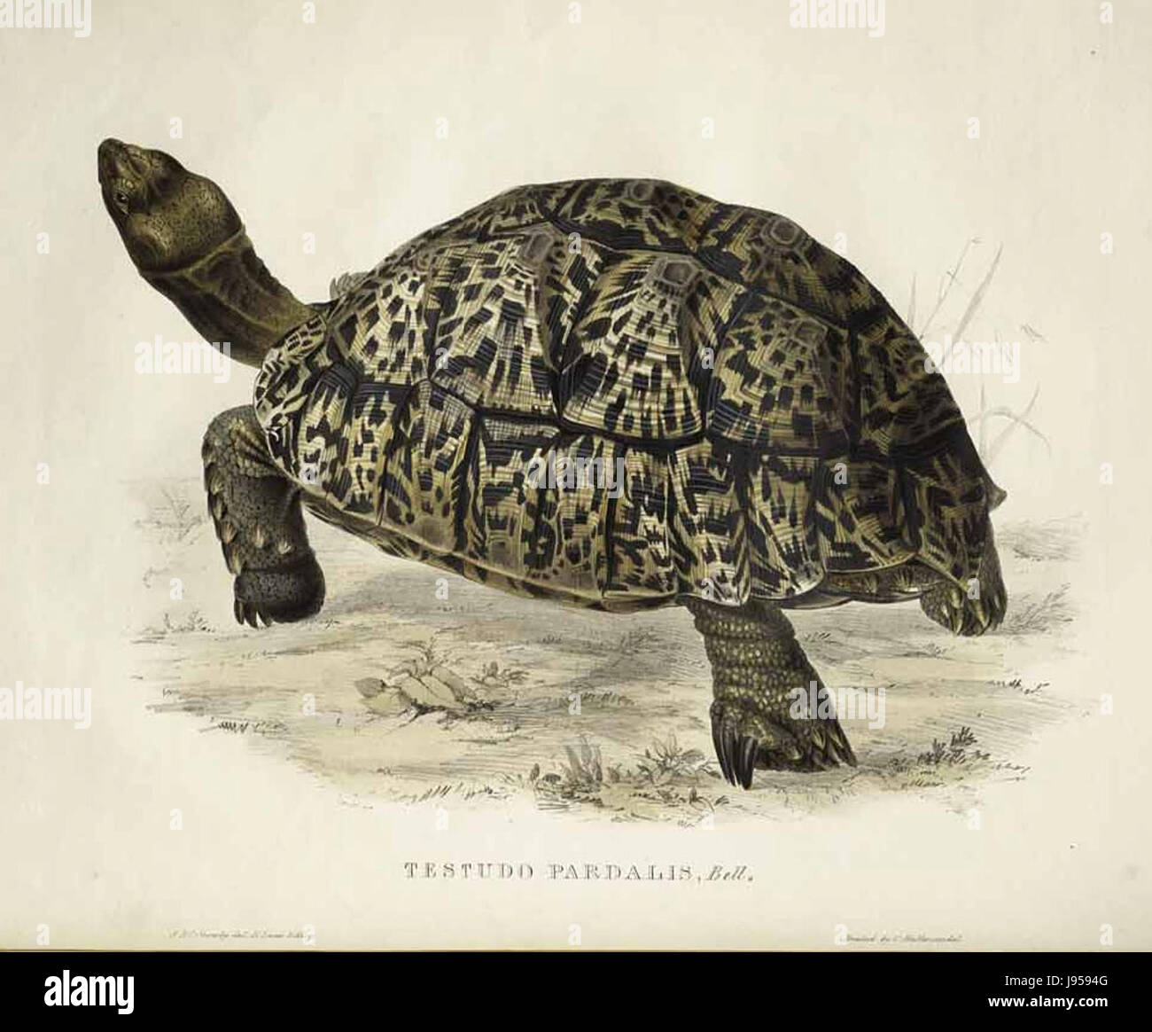 Terrestrial chelonian reptile hi-res stock photography and images - Alamy