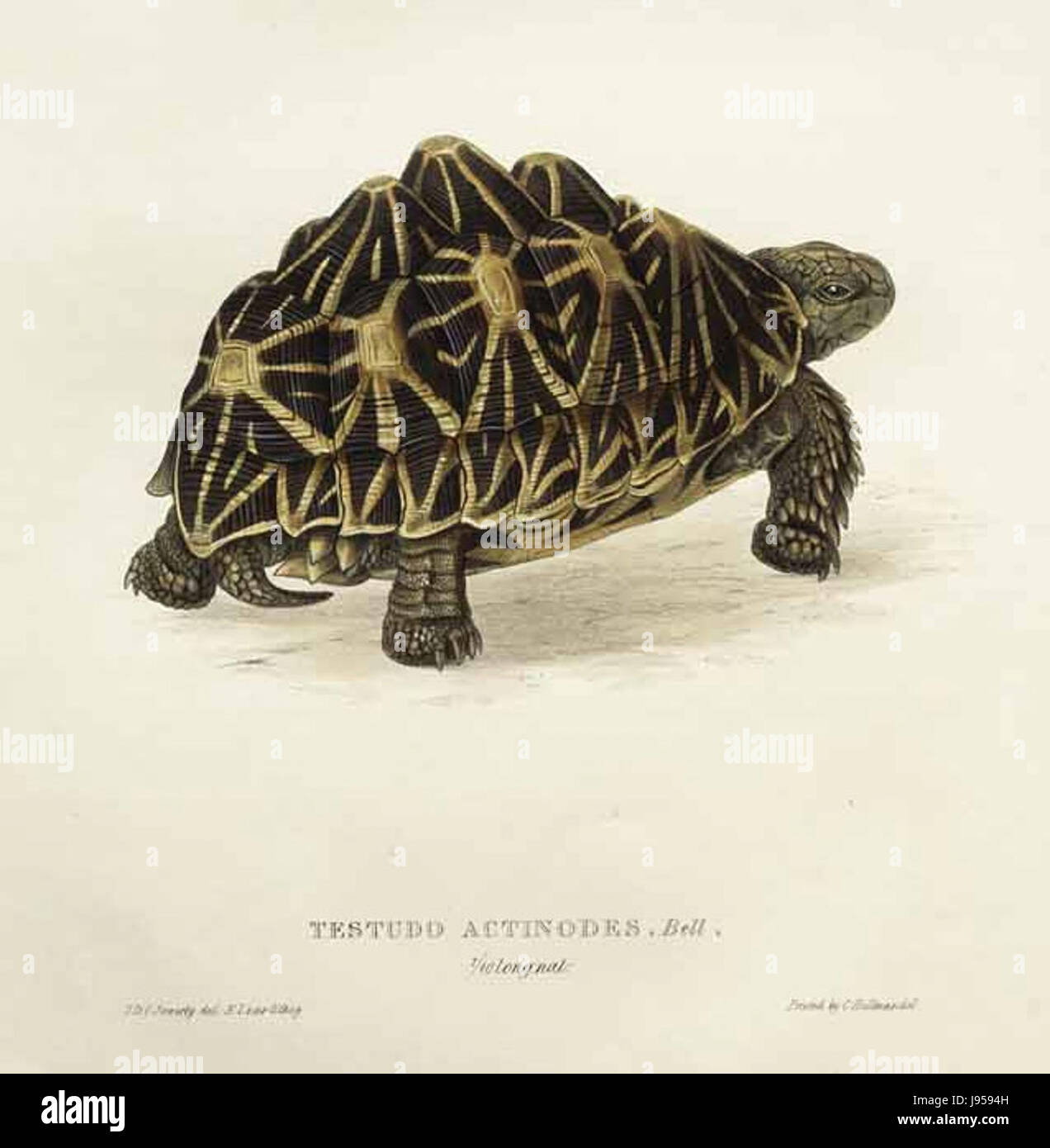 Specific turtle species hi-res stock photography and images - Alamy