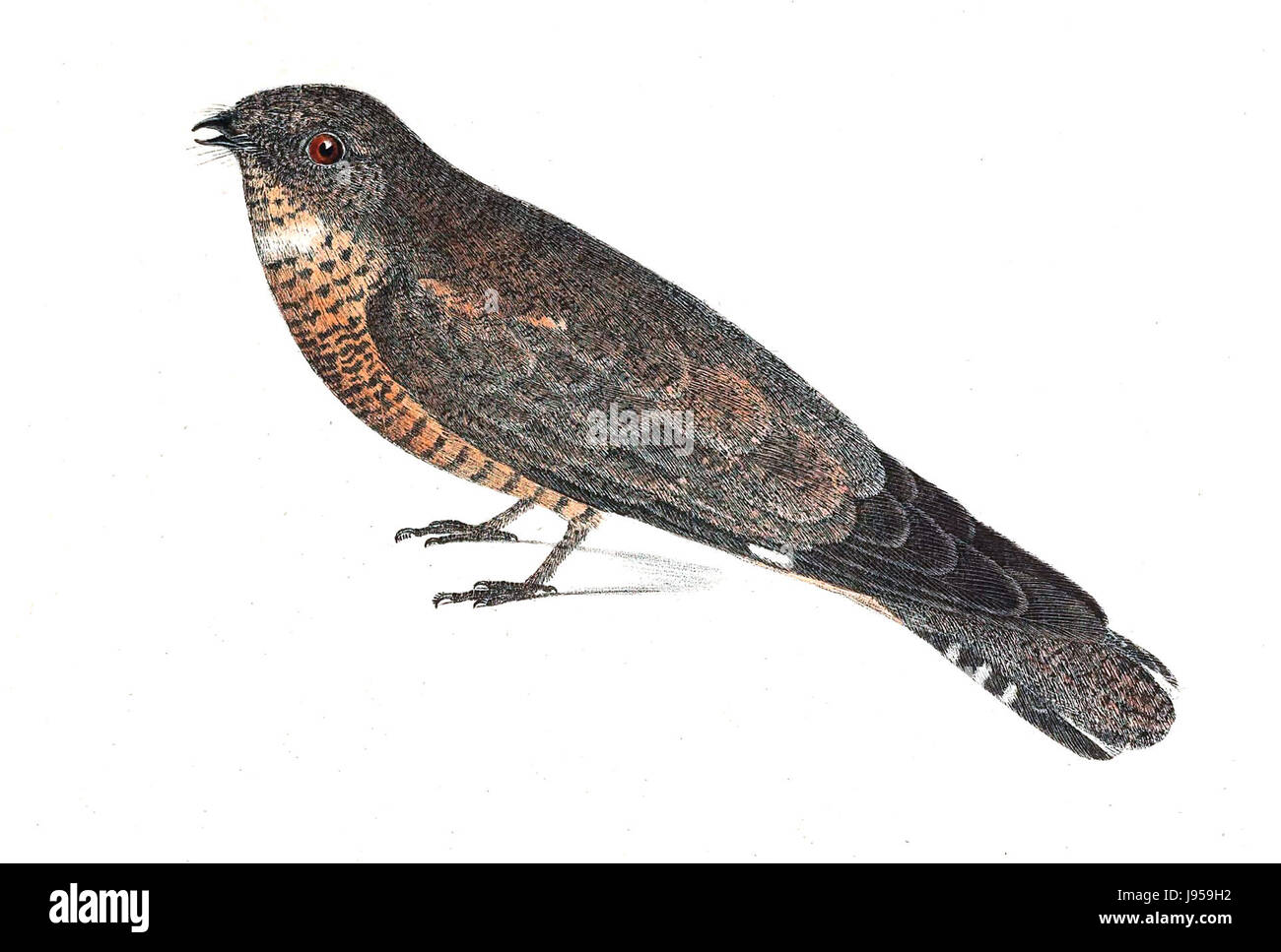 Birding expeditions Cut Out Stock Images & Pictures - Alamy