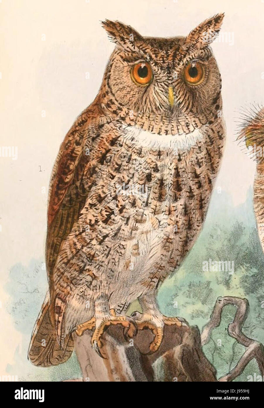 Otus silvicola hi-res stock photography and images - Alamy