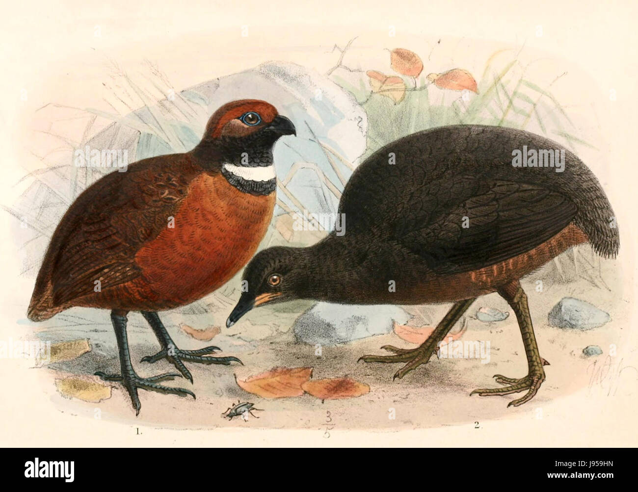 This refers to the scientific study and documentation of two species of ...