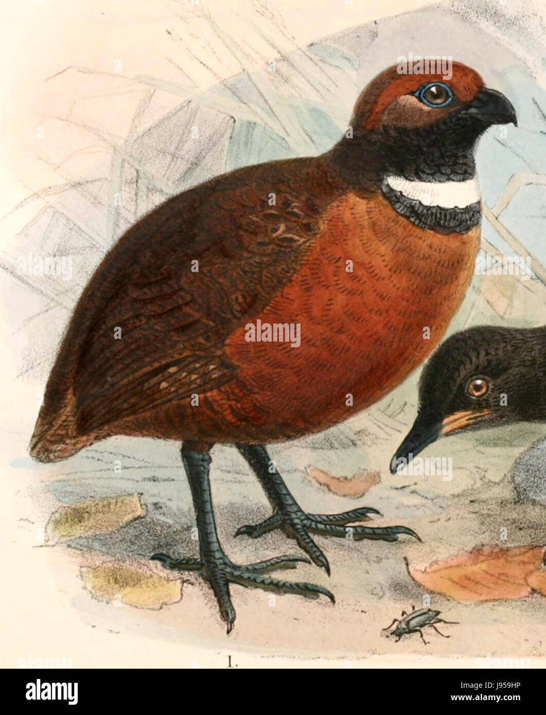 Odontophorus erythrops parambae is a subspecies of the crested wood ...