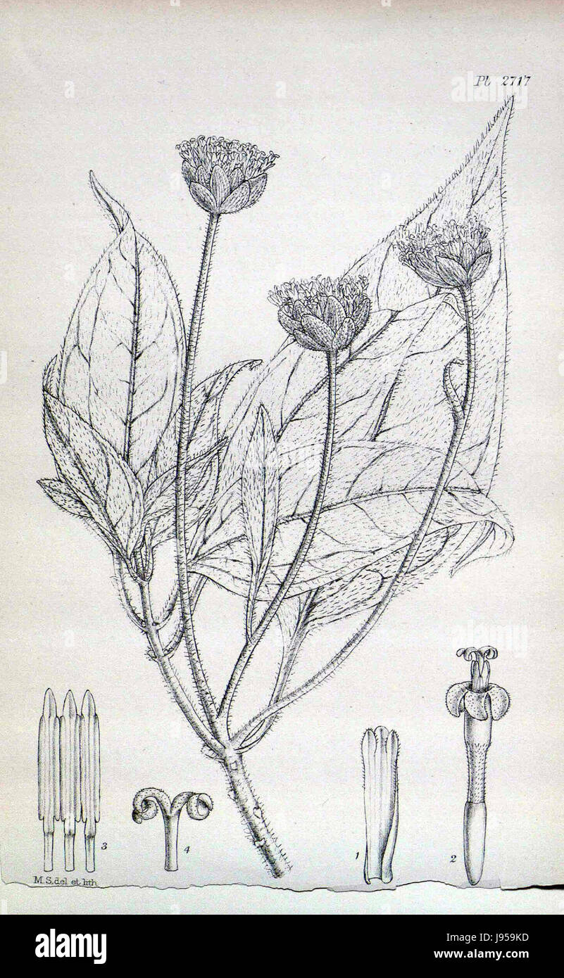 Scalesia pedunculata, a species of plant native to the GalÃ¡pagos ...