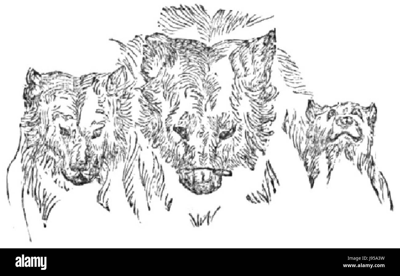 Book bears Black and White Stock Photos & Images - Alamy