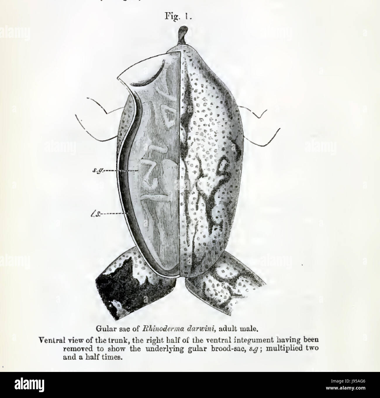 Rhinoderma hi-res stock photography and images - Alamy