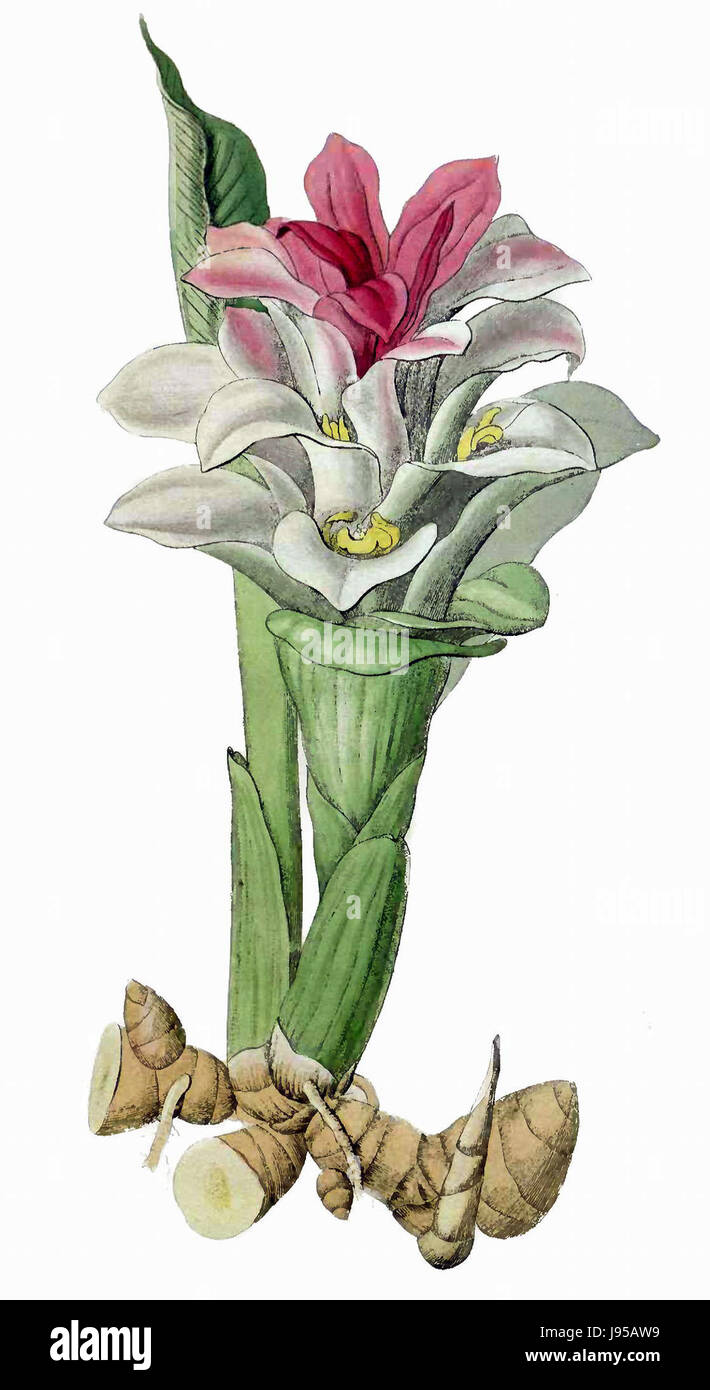 Curcuma drawing hi-res stock photography and images - Alamy