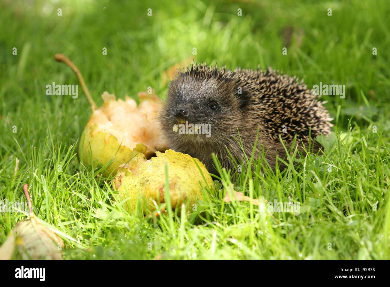 mammal, insectivore, insectivorous, mammal, insectivore, insectivorous ...